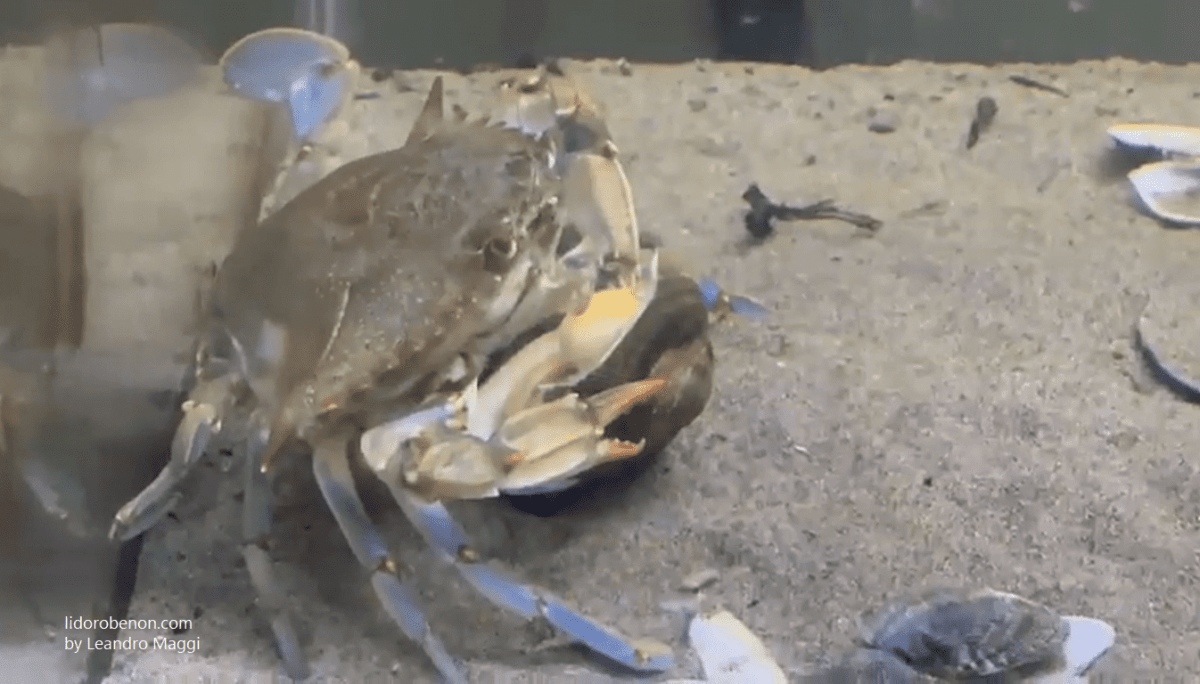 Video 🦀 Granchio blu squarta una vongola – Lido Oro Benon